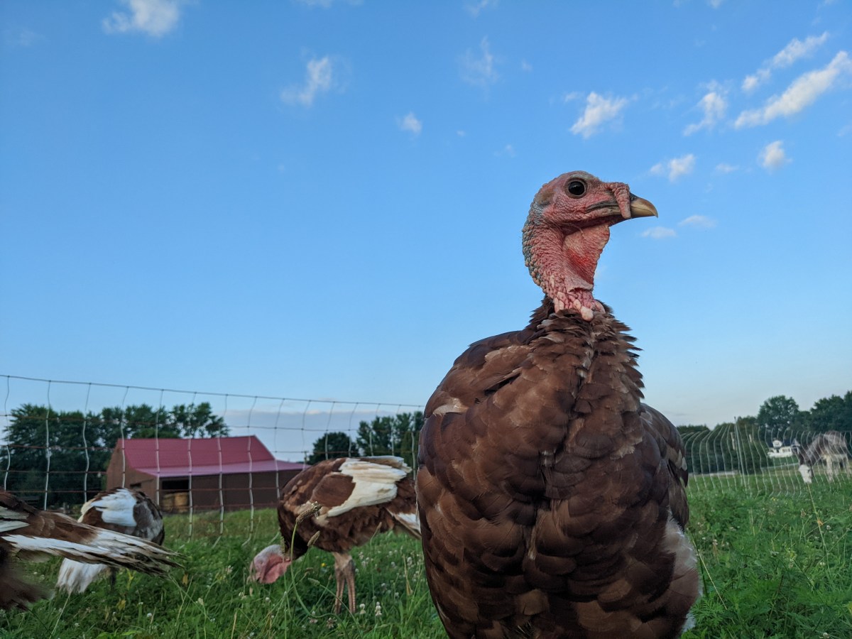 Pasture-raised turkeys – Rocking A Ranch