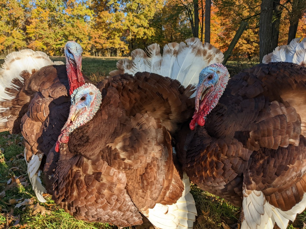 Four benefits of pasture-raised turkeys – Rocking A Ranch